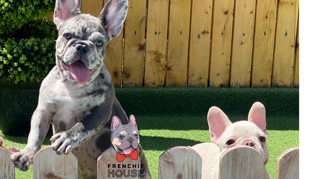 Do French Bulldogs Have Bad Eyesight ? - Frenchie House